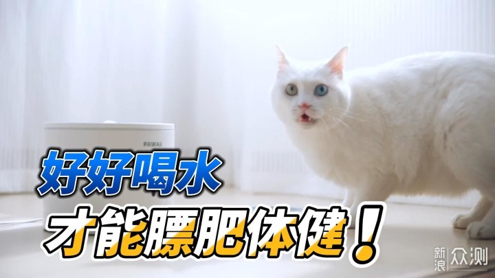 宠物饮水机你选对了吗来看看这款原创新浪众测
